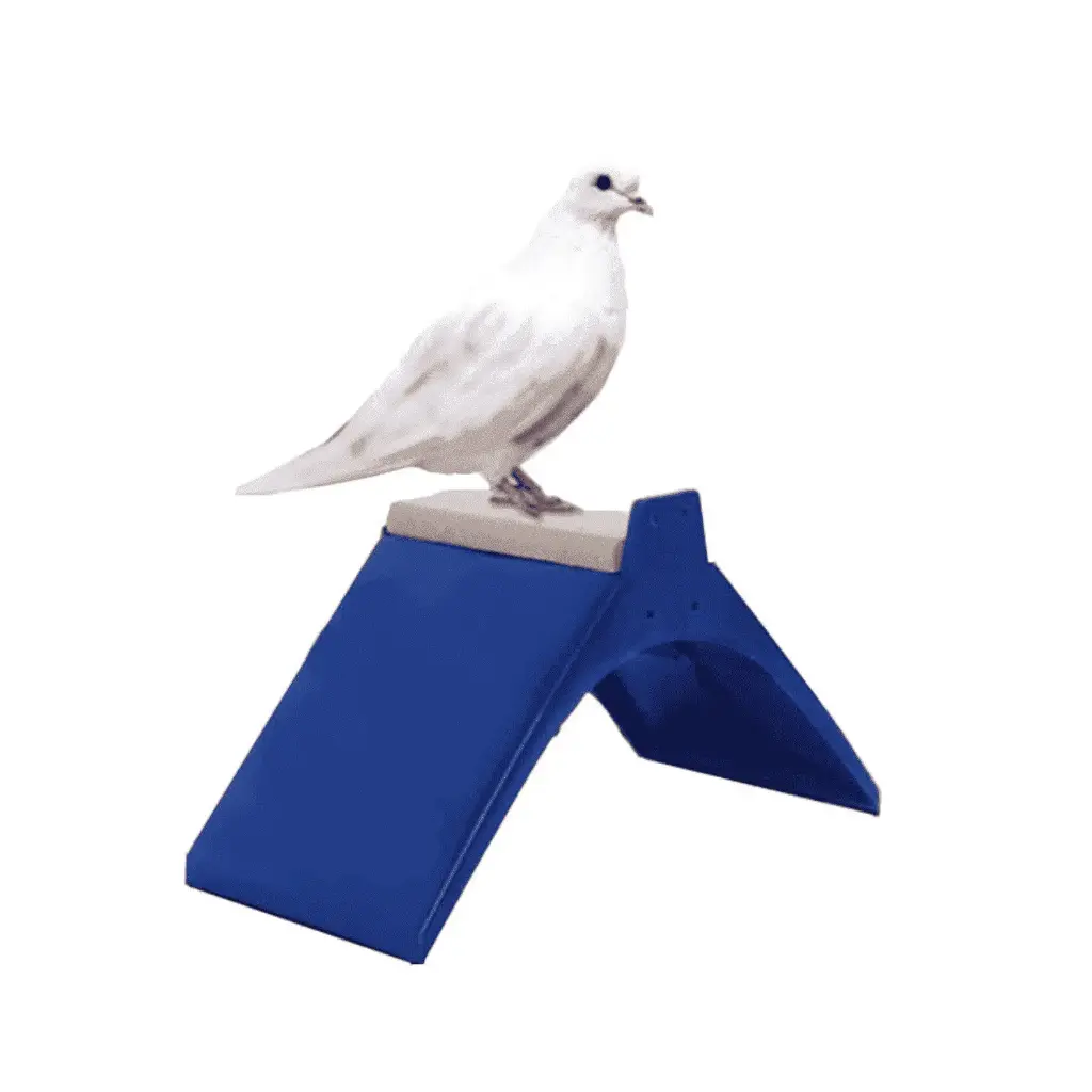 Pigeon Perch | PARINDA